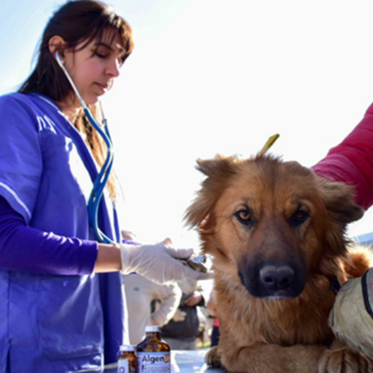 El Pep Solución Del Problema De Sobrepoblación De Perros Y Gatos
